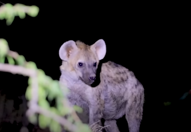 Hargaysa: Waraabe Dhimasho Sababay+nin Waraabihii La Hadlay.DAAWO ...